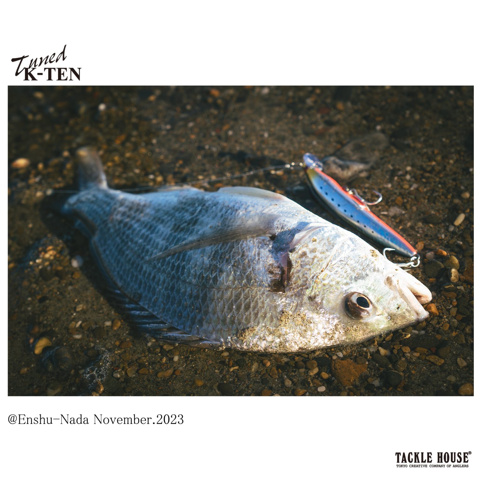 【Field report】遠州灘、田原、伊良湖エリアサーフ青物 。2023/11